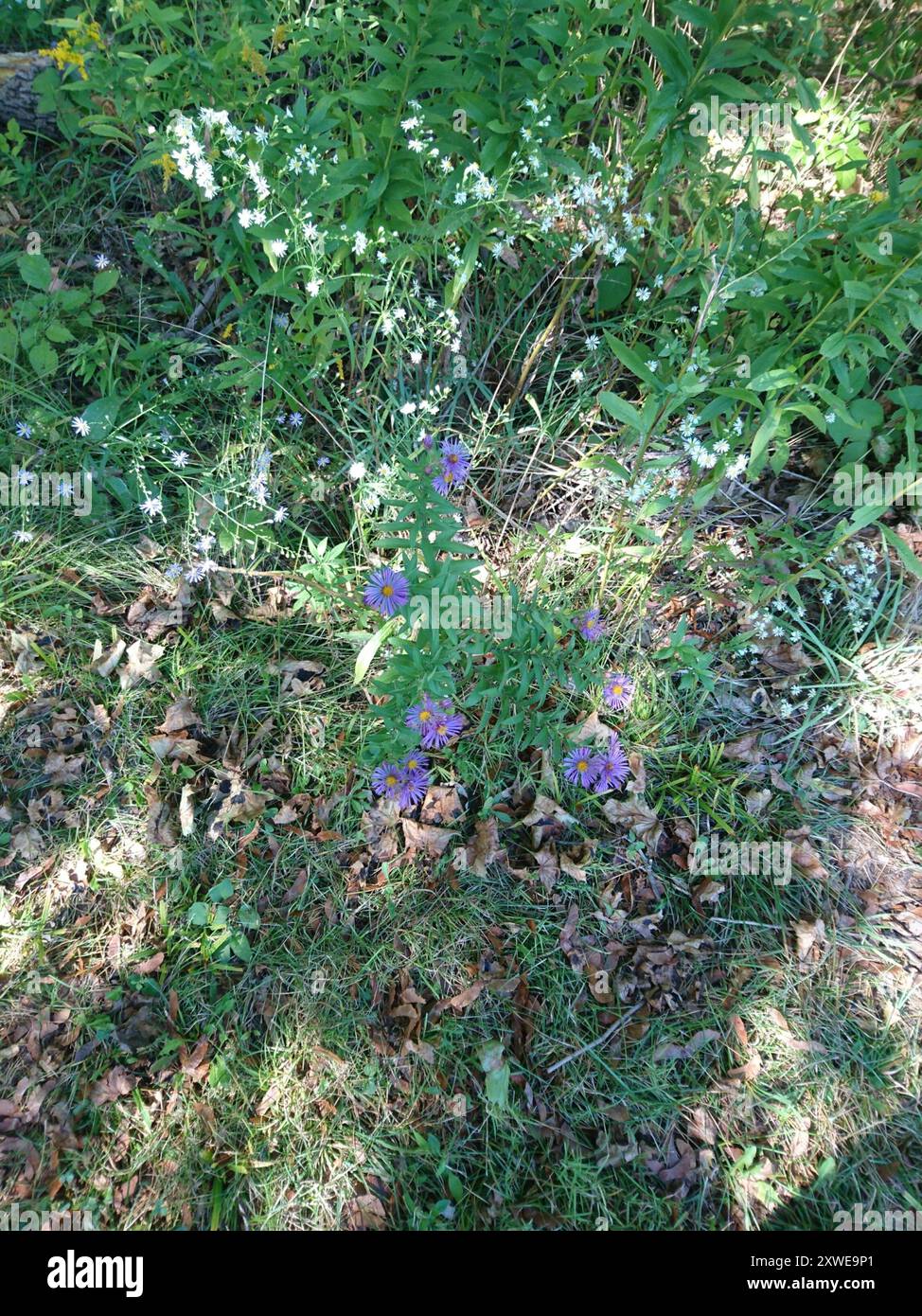 asters and allies (Astereae) Plantae Stock Photo - Alamy