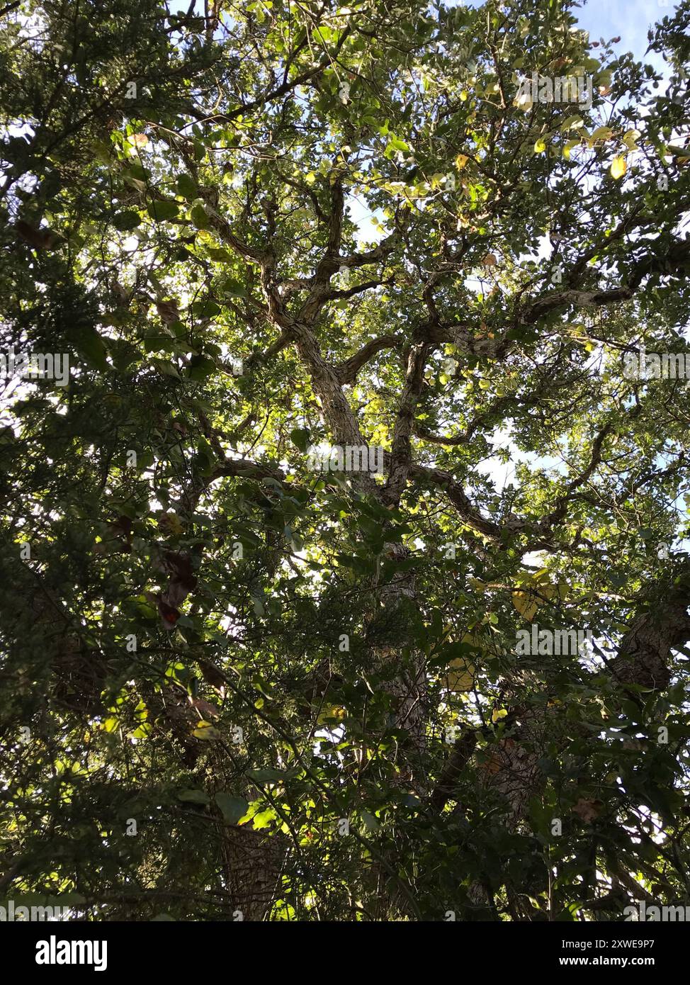 bastard oak (Quercus sinuata) Plantae Stock Photo - Alamy