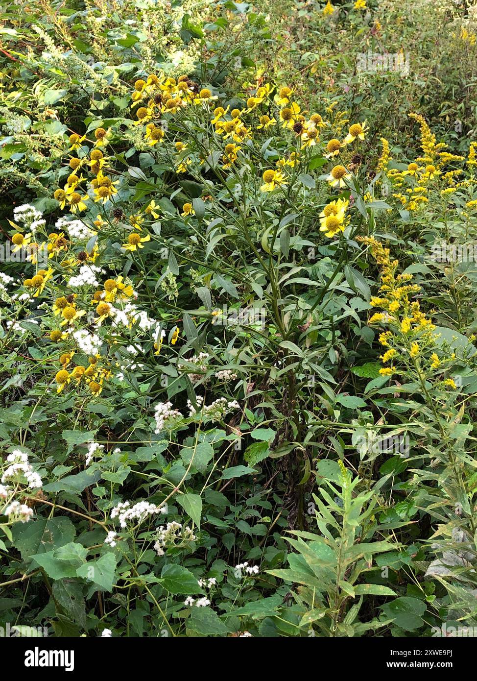 common sneezeweed (Helenium autumnale) Plantae Stock Photo - Alamy