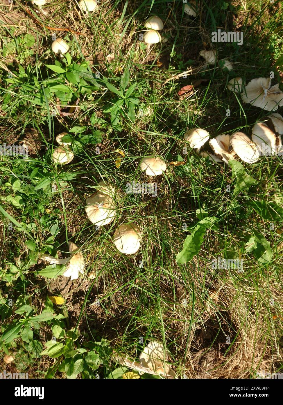 Pale Brittlestem (Candolleomyces candolleanus) Fungi Stock Photo - Alamy