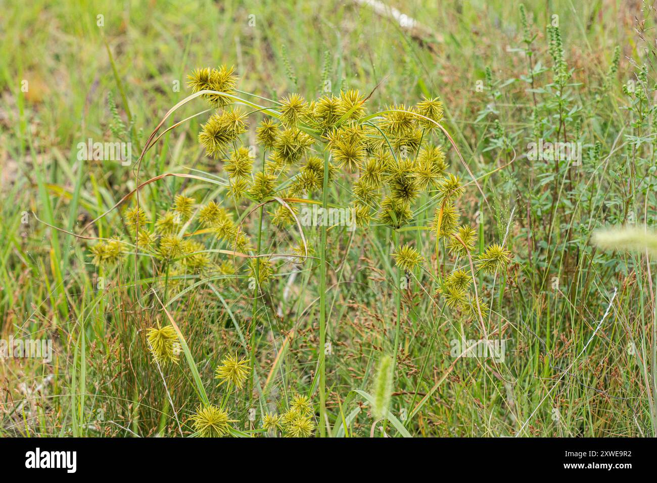 straw-colored flatsedge (Cyperus strigosus) Plantae Stock Photo - Alamy