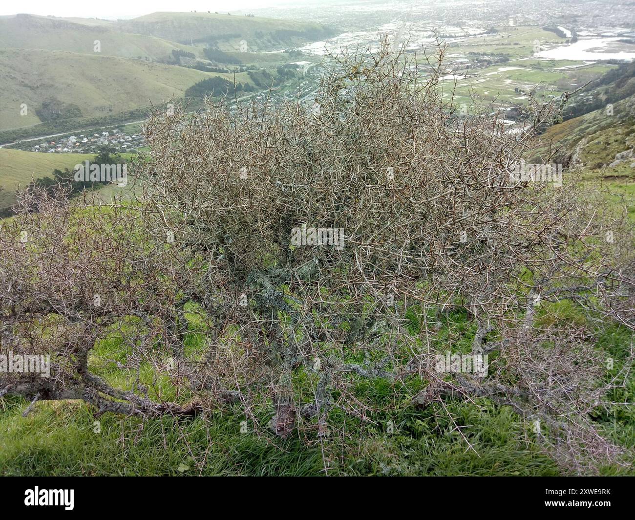 Matagouri (Discaria toumatou) Plantae Stock Photo - Alamy