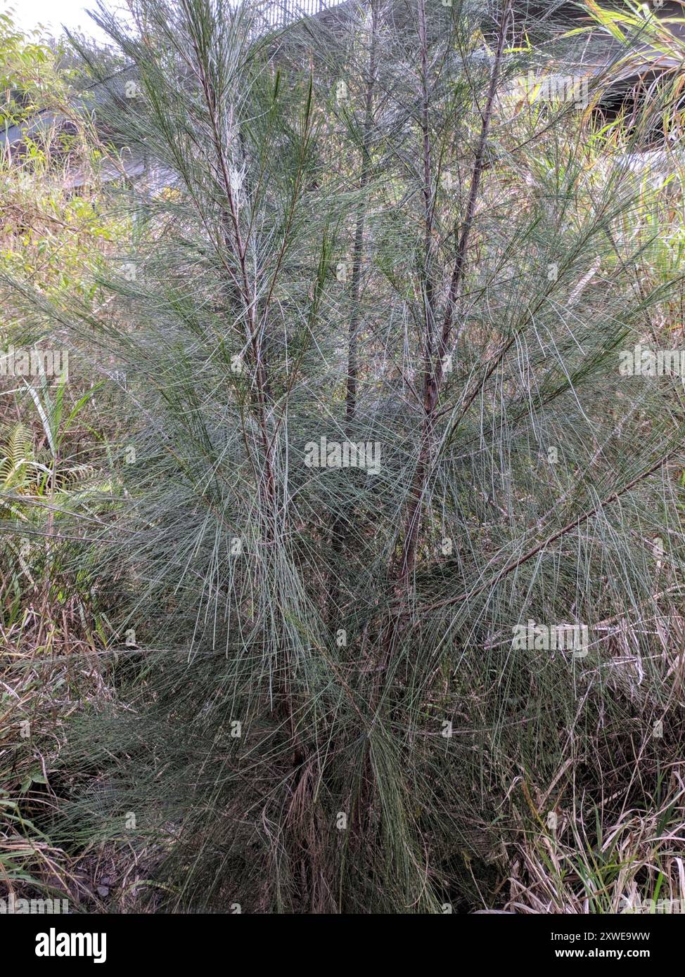 River sheoak (Casuarina cunninghamiana) Plantae Stock Photo - Alamy