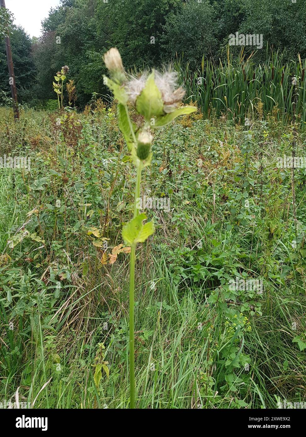 Cabbage Thistle (Cirsium oleraceum) Plantae Stock Photo - Alamy