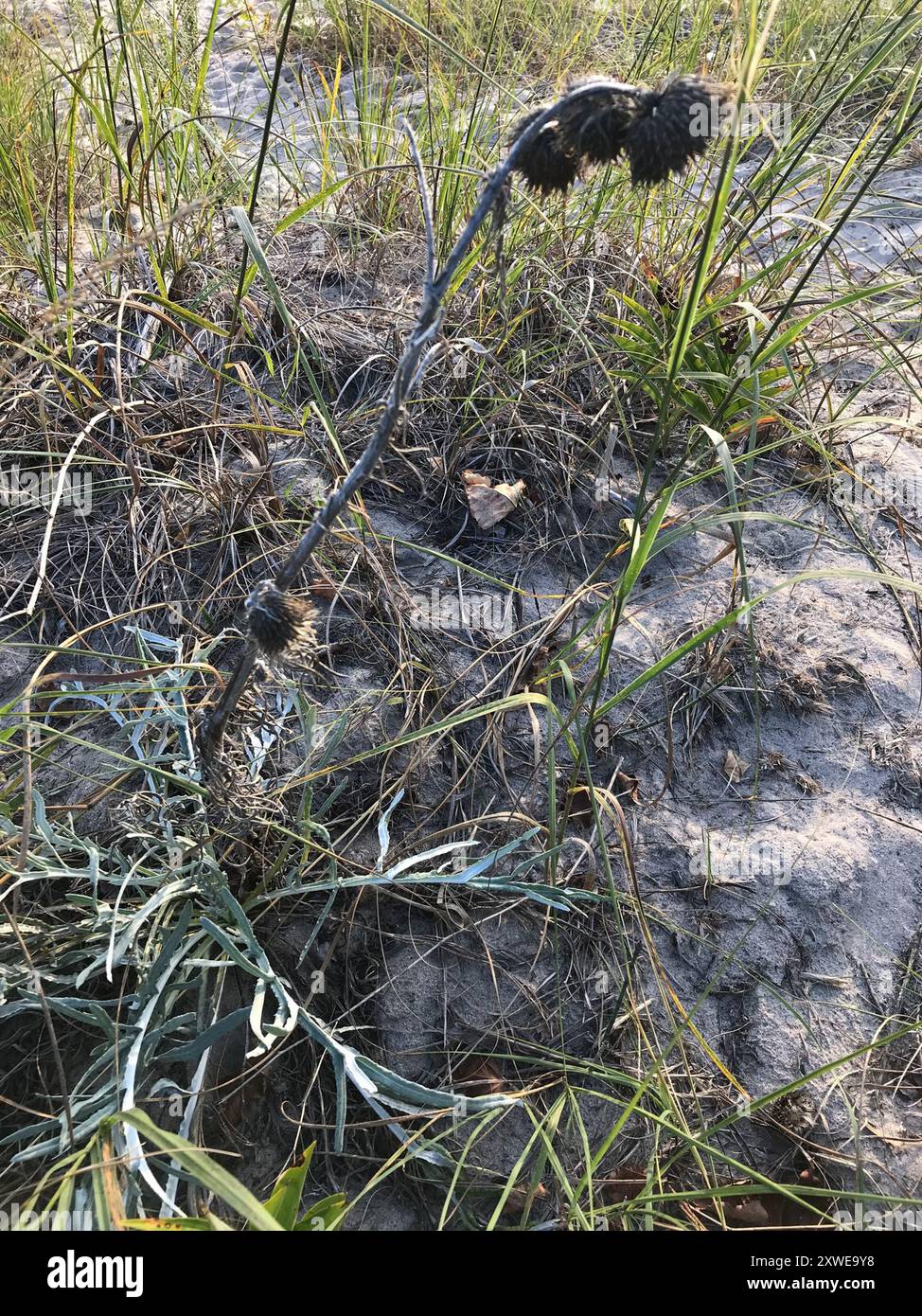Pitcher's thistle (Cirsium pitcheri) Plantae Stock Photo - Alamy