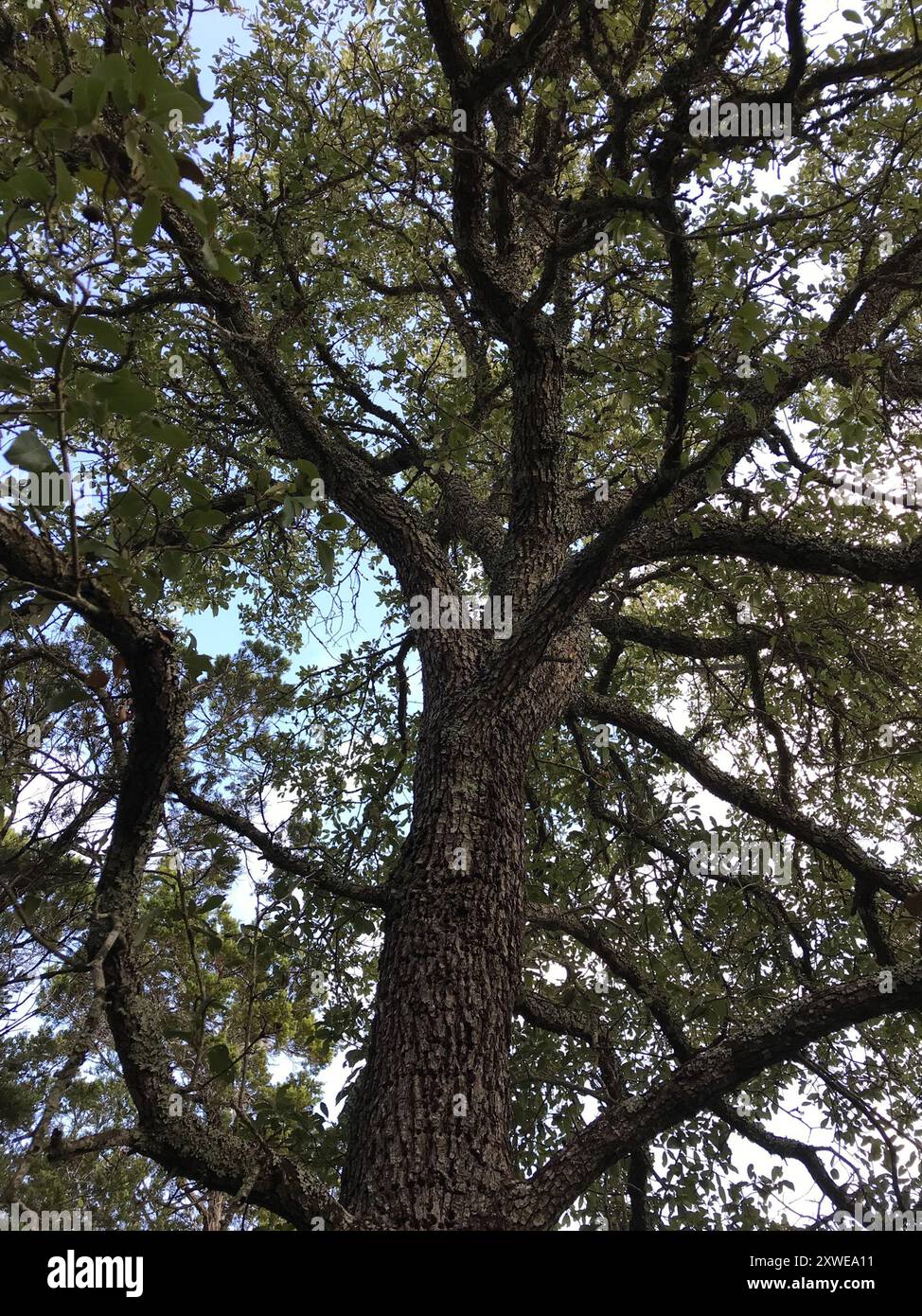 Texas live oak (Quercus fusiformis) Plantae Stock Photo - Alamy