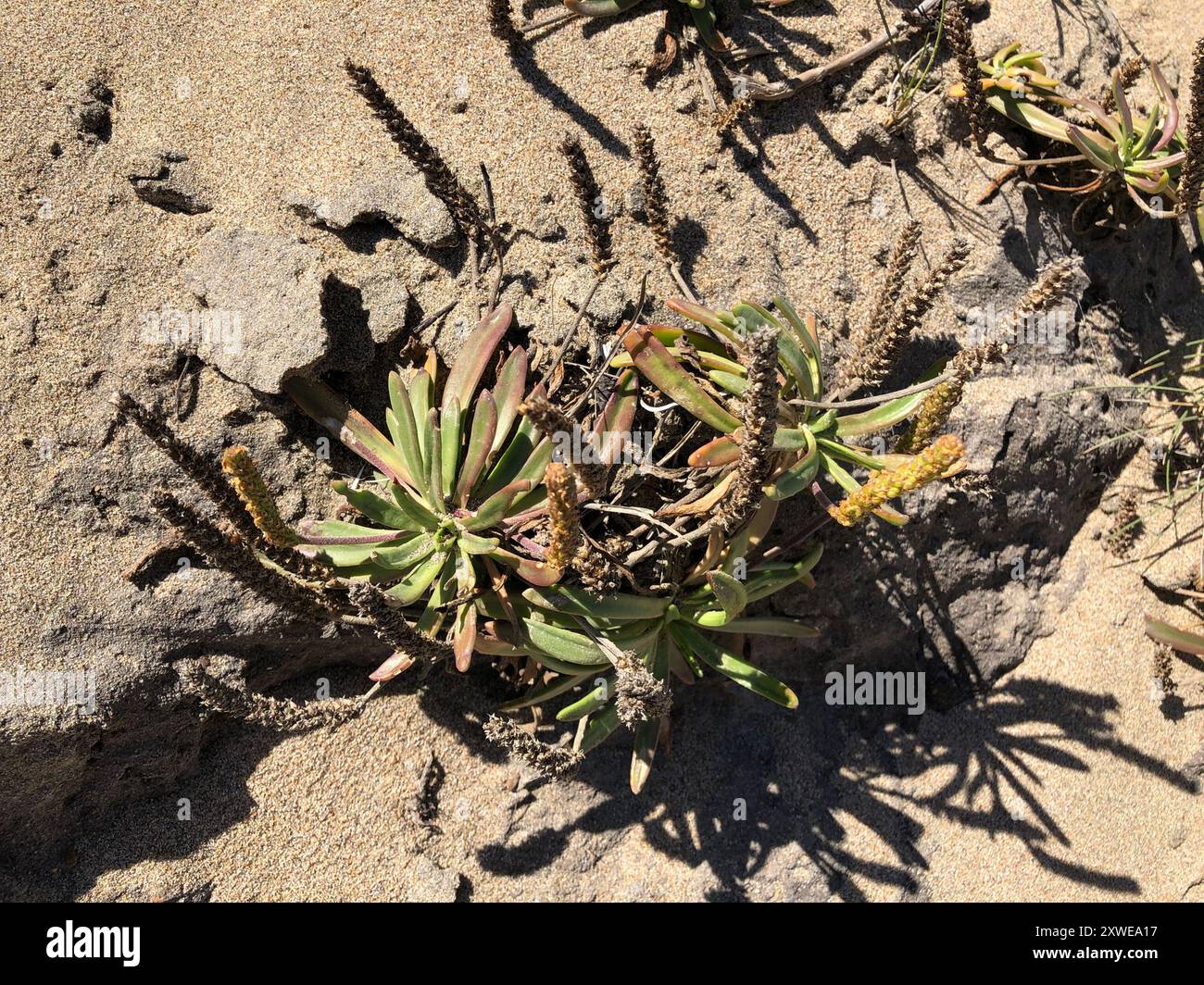 Sea Plantain (Plantago maritima) Plantae Stock Photo - Alamy