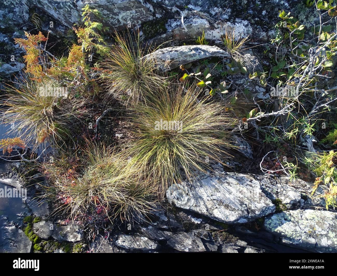 Tufted Bulrush (Trichophorum cespitosum) Plantae Stock Photo - Alamy