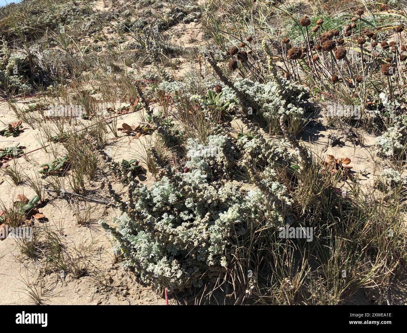 coastal sagewort (Artemisia pycnocephala) Plantae Stock Photo - Alamy