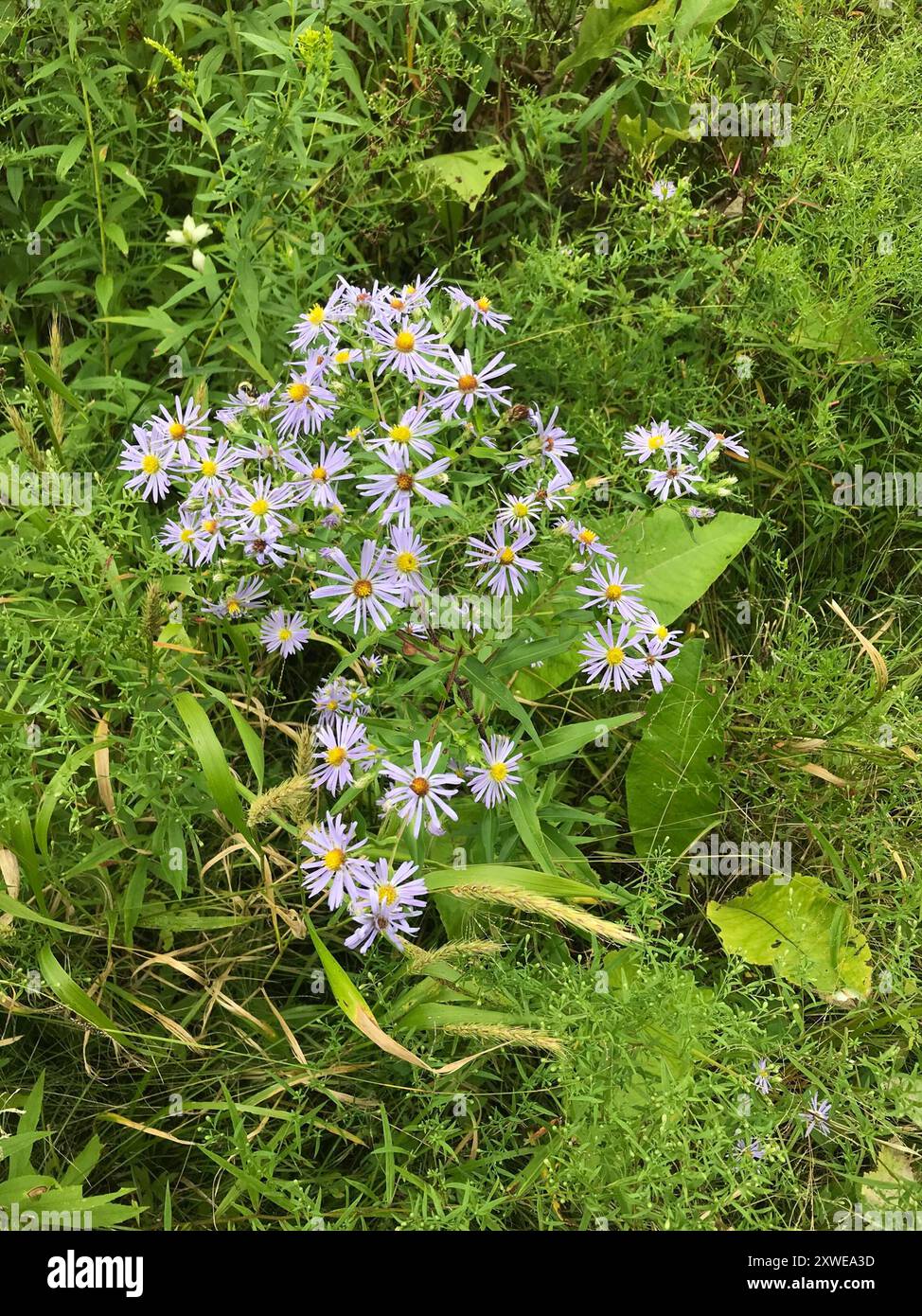 swamp aster (Symphyotrichum puniceum) Plantae Stock Photo - Alamy