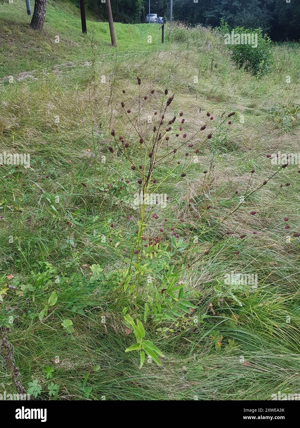 Great burnet (Sanguisorba officinalis) Plantae Stock Photo - Alamy
