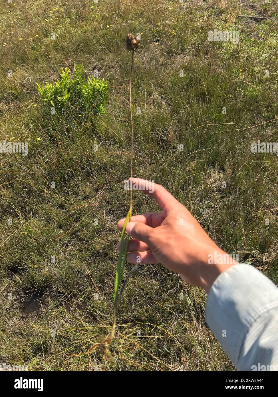 western false asphodel (Triantha occidentalis) Plantae Stock Photo - Alamy