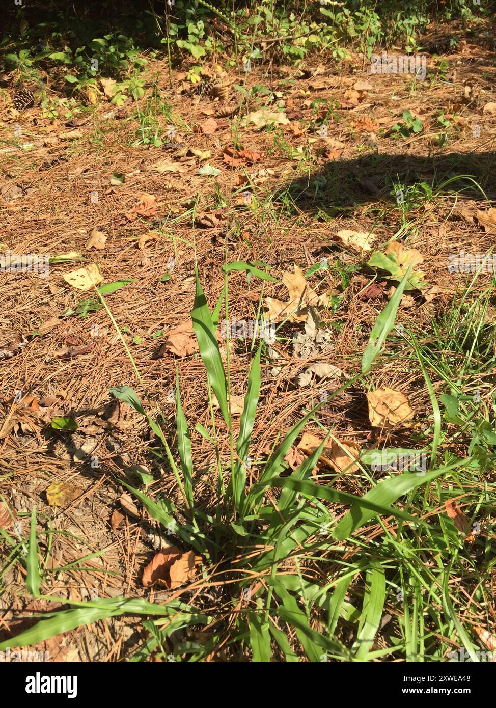 Thin Paspalum (Paspalum setaceum) Plantae Stock Photo - Alamy