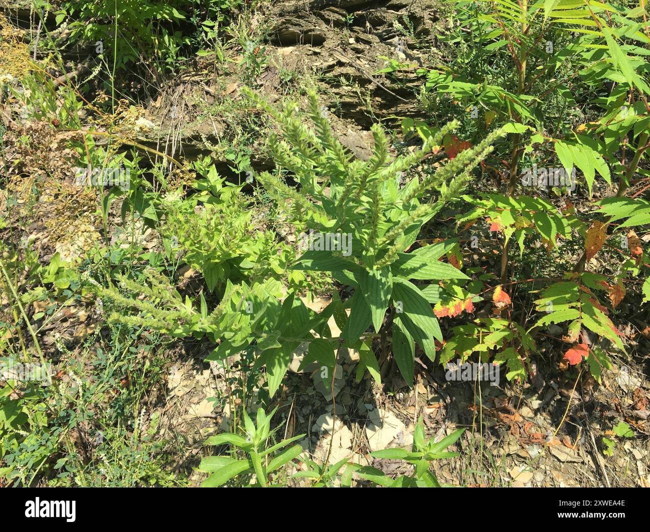 False gromwell hi-res stock photography and images - Alamy