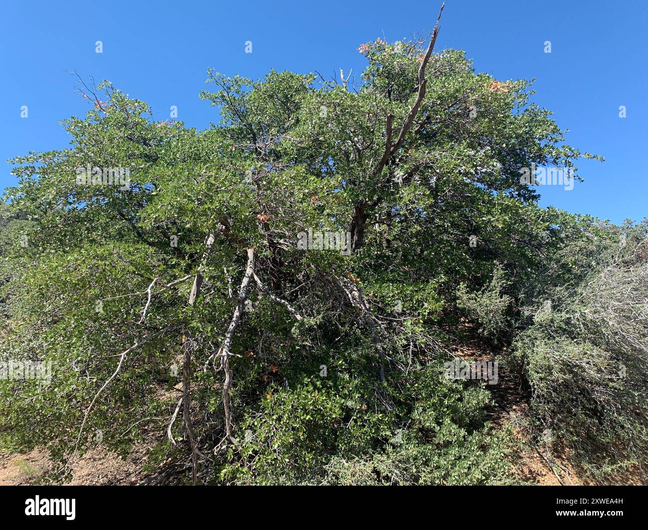 Quercus emoryi hi-res stock photography and images - Alamy