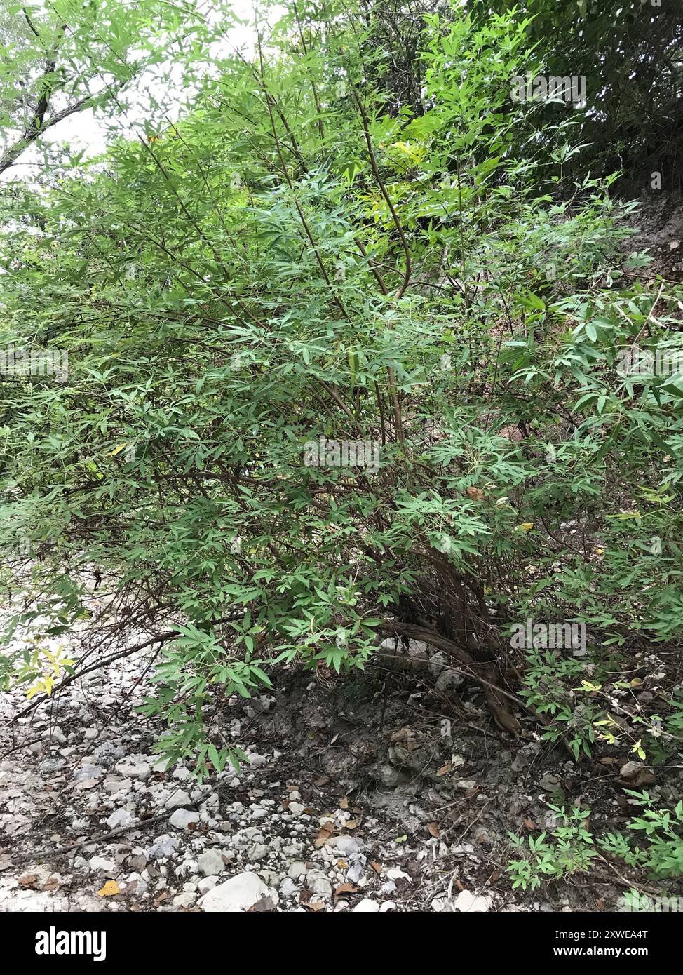 Lilac chaste tree (Vitex agnus-castus) Plantae Stock Photo - Alamy