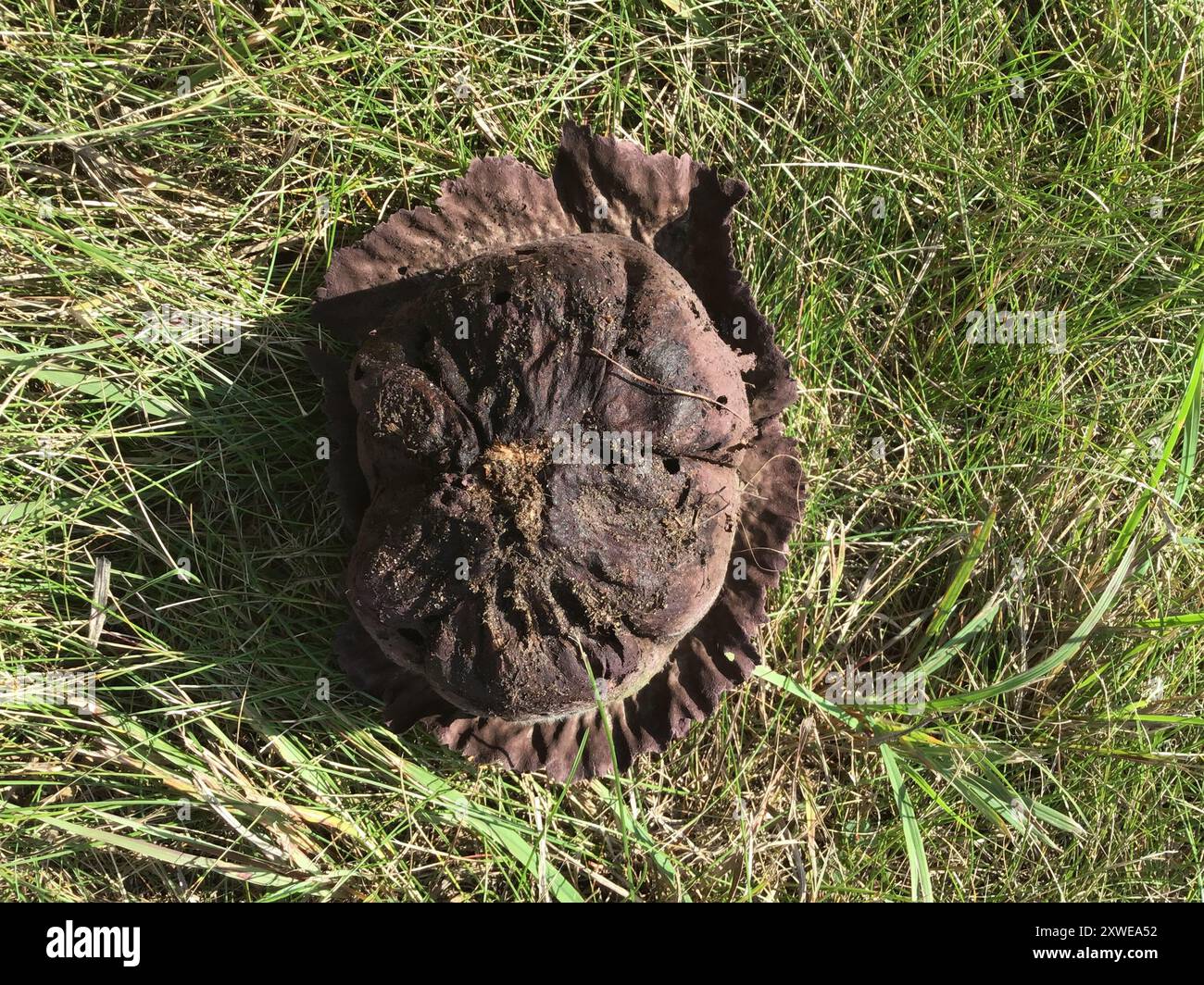 Purple-spored Puffball (Calvatia cyathiformis) Fungi Stock Photo - Alamy