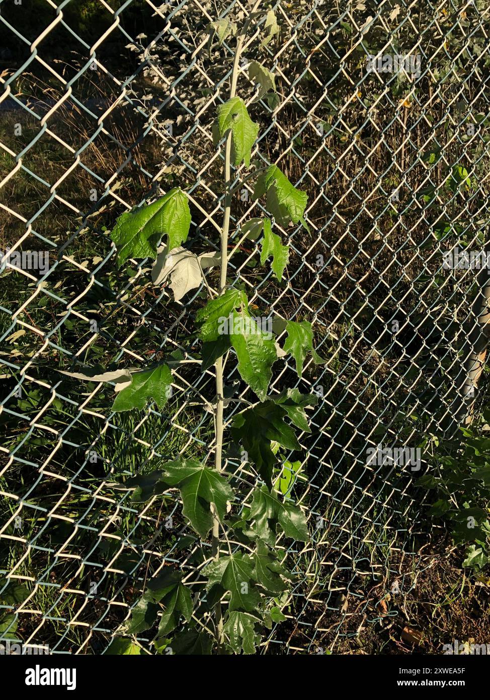 white poplar (Populus alba) Plantae Stock Photo - Alamy