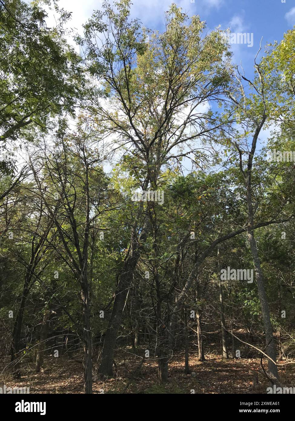 Texas ash (Fraxinus albicans) Plantae Stock Photo - Alamy