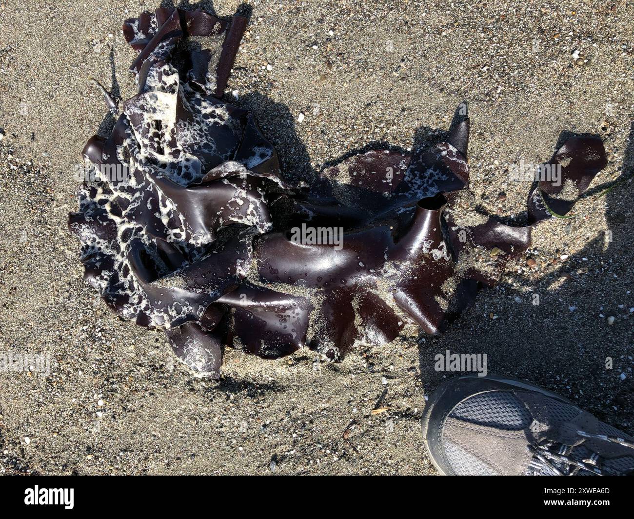 Iridescent Algae (Mazzaella) Plantae Stock Photo - Alamy