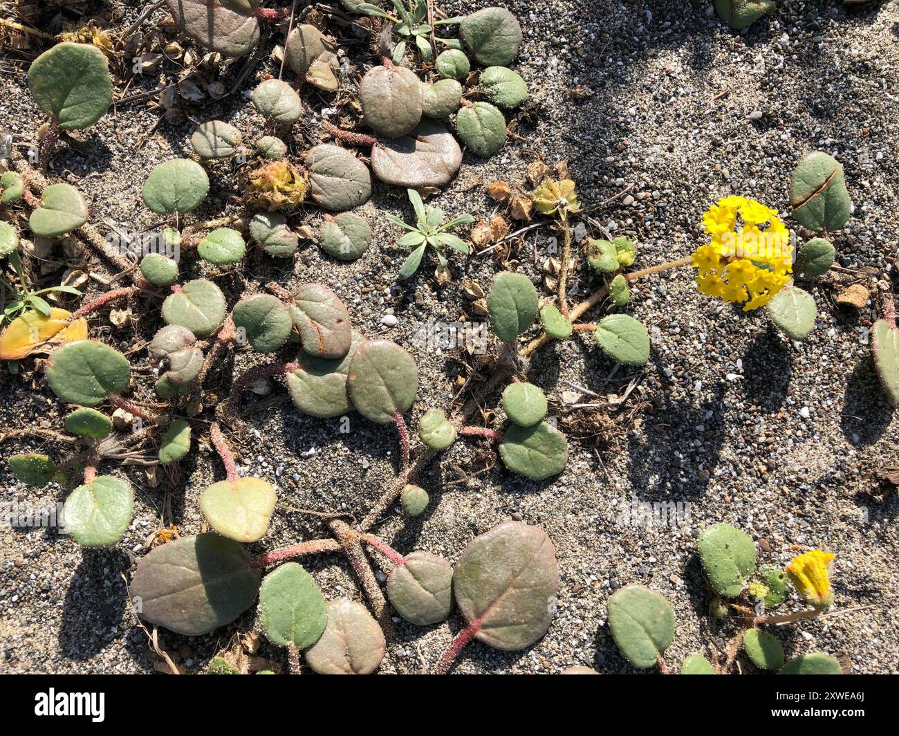 Yellow Sand Verbena (Abronia latifolia) Plantae Stock Photo - Alamy