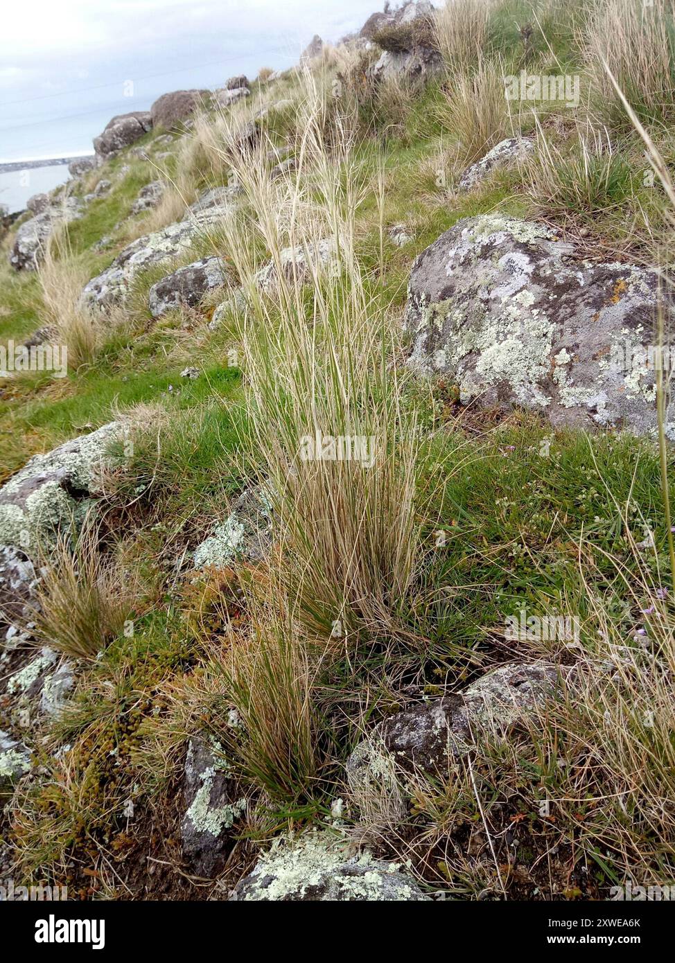 grasses, sedges, cattails, and allies (Poales) Plantae Stock Photo - Alamy