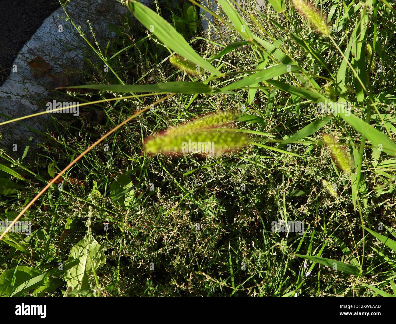 Green Bristle Grass (Setaria viridis) Plantae Stock Photo - Alamy