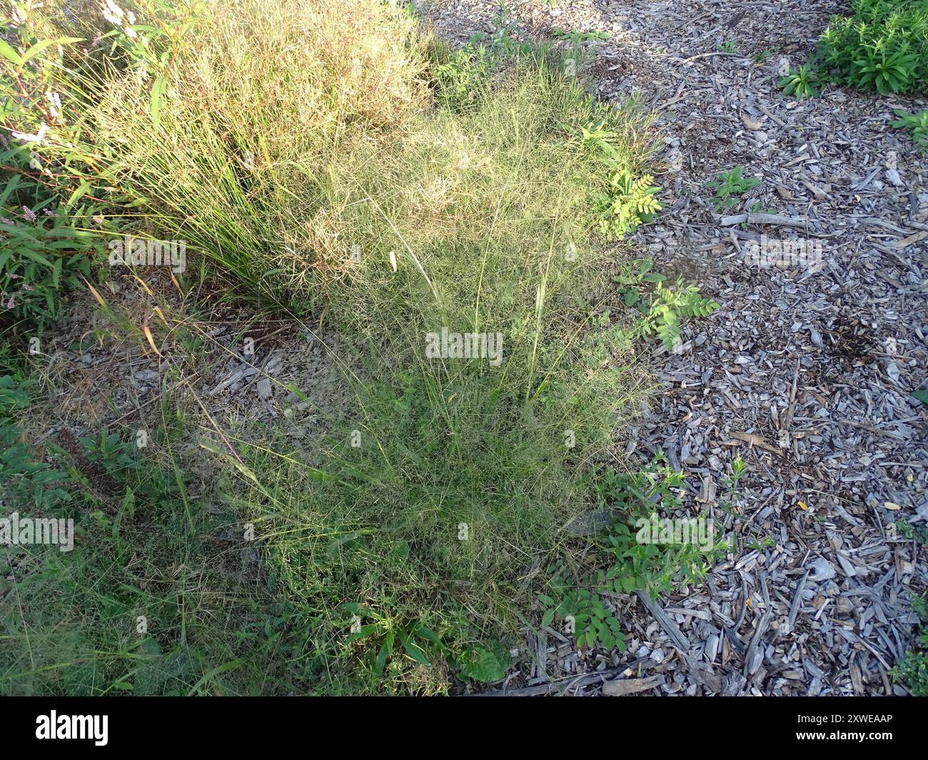 witch grass (Panicum capillare) Plantae Stock Photo - Alamy