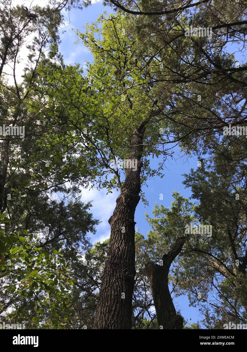 Gum bumelia (Sideroxylon lanuginosum) Plantae Stock Photo - Alamy