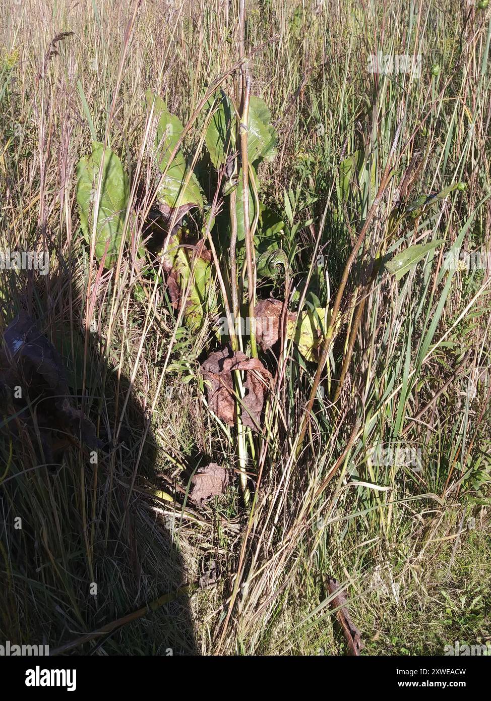 prairie dock (Silphium terebinthinaceum) Plantae Stock Photo - Alamy