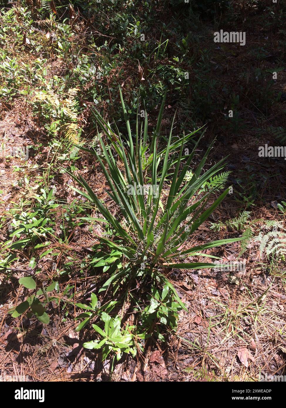 common yucca (Yucca filamentosa) Plantae Stock Photo - Alamy