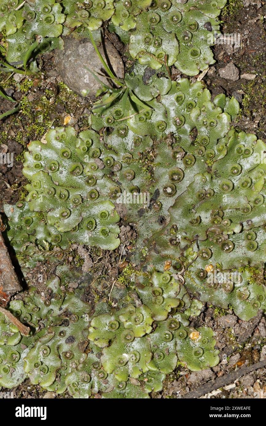 Common Liverwort (Marchantia polymorpha) Plantae Stock Photo - Alamy
