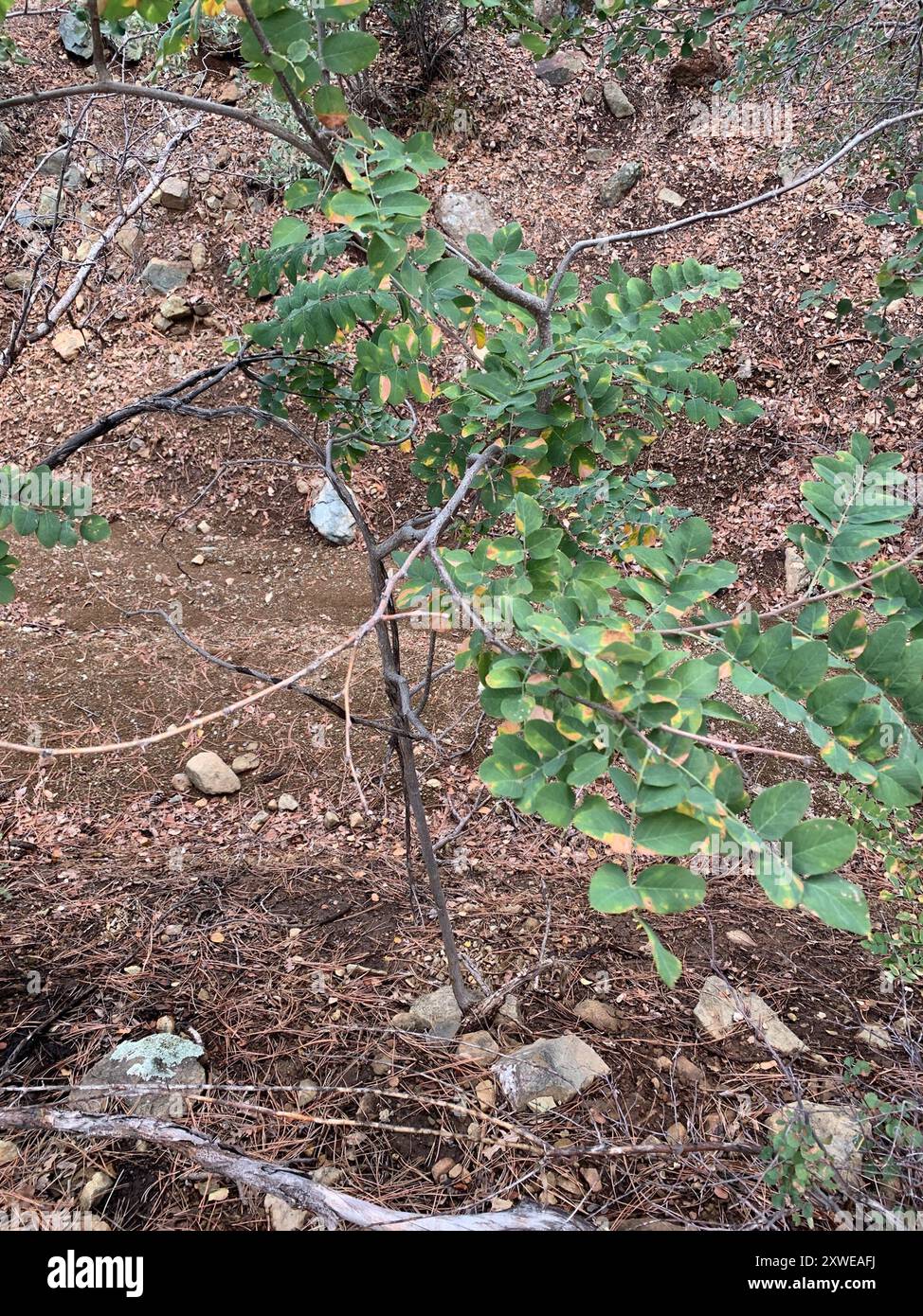 New Mexico locust (Robinia neomexicana) Plantae Stock Photo - Alamy