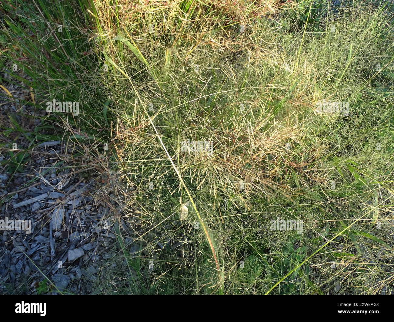 witch grass (Panicum capillare) Plantae Stock Photo - Alamy