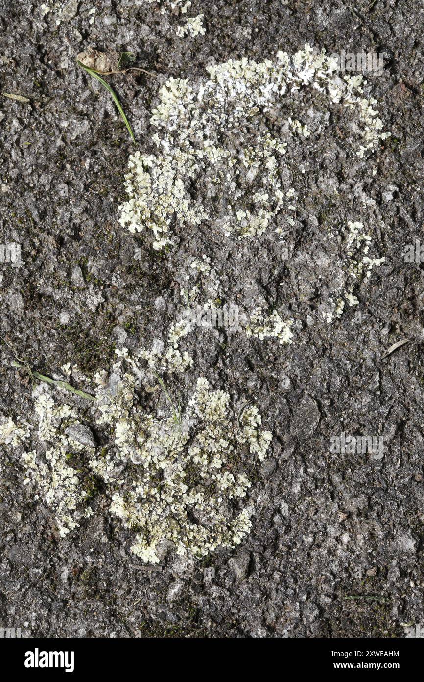 common lichens (Lecanoromycetes) Fungi Stock Photo - Alamy