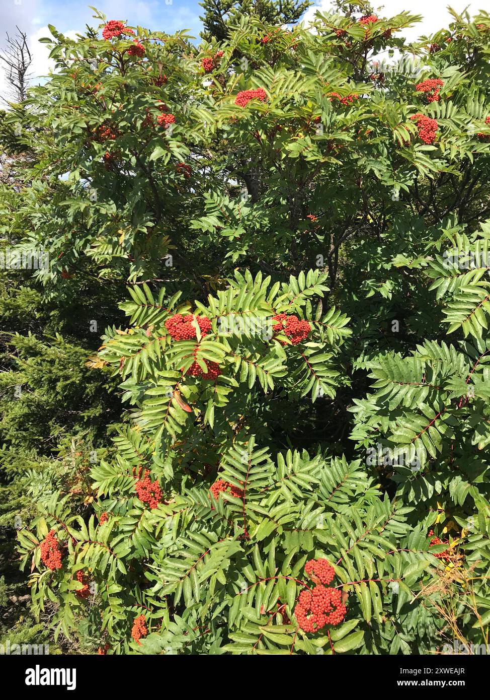 American mountain ash (Sorbus americana) Plantae Stock Photo - Alamy