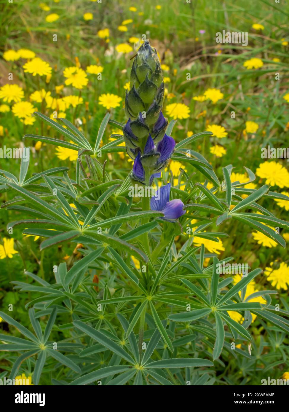 Lupinus angustifolius blue flower is a species of lupin known by many ...