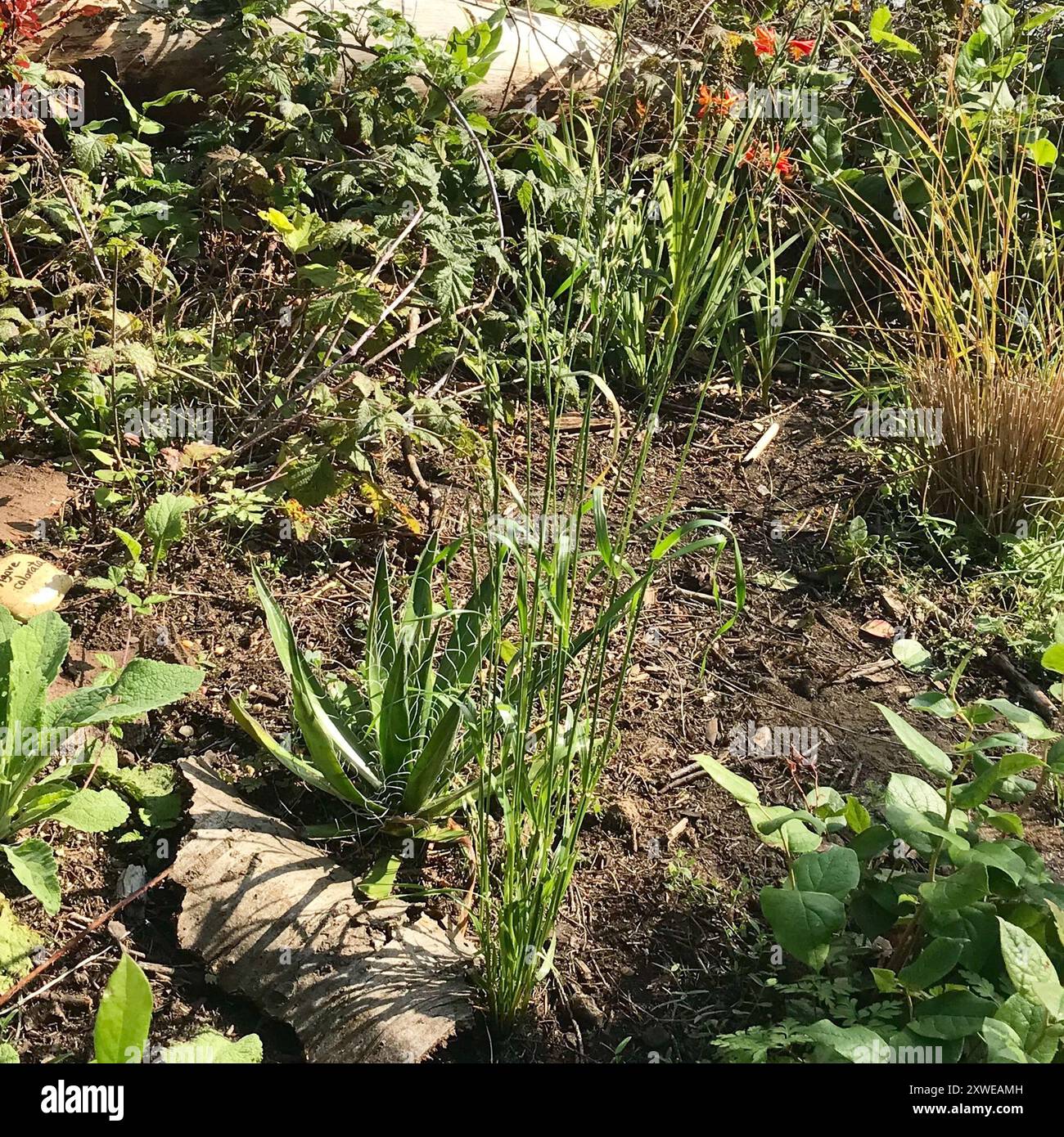 Ryegrasses (Lolium) Plantae Stock Photo - Alamy