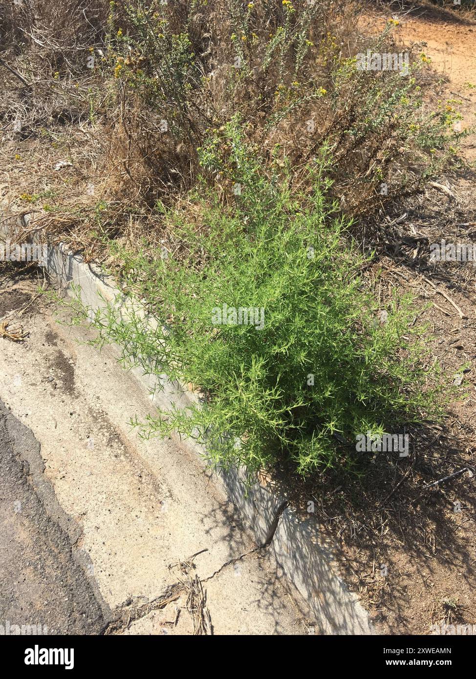 Stinkwort (Dittrichia graveolens) Plantae Stock Photo - Alamy