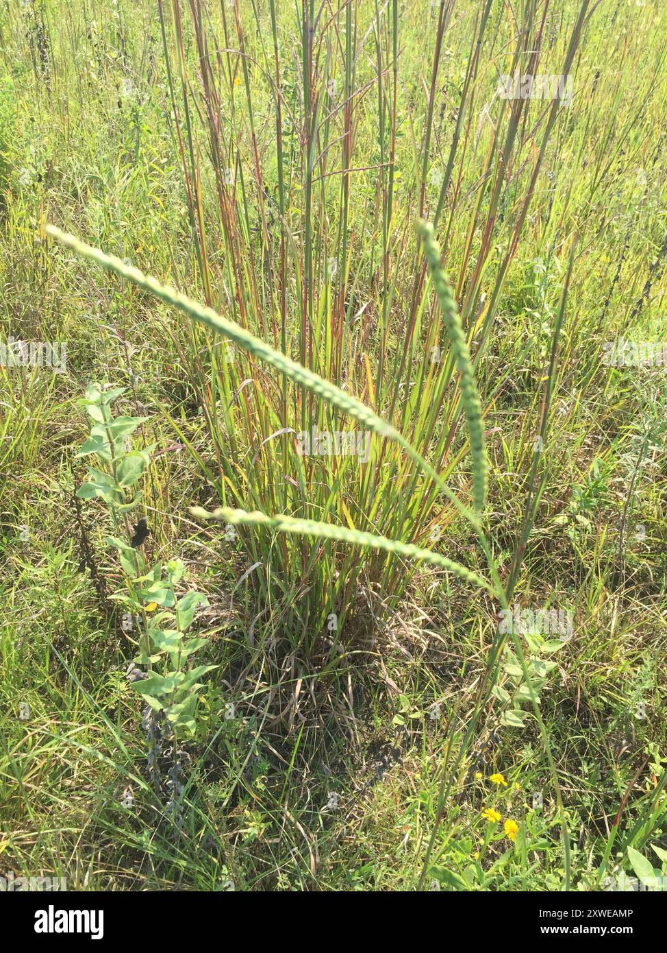 Field Paspalum (Paspalum laeve) Plantae Stock Photo - Alamy