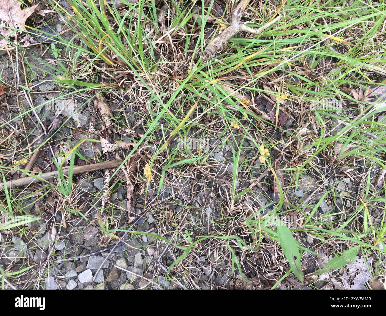 golden sedge (Carex aurea) Plantae Stock Photo - Alamy
