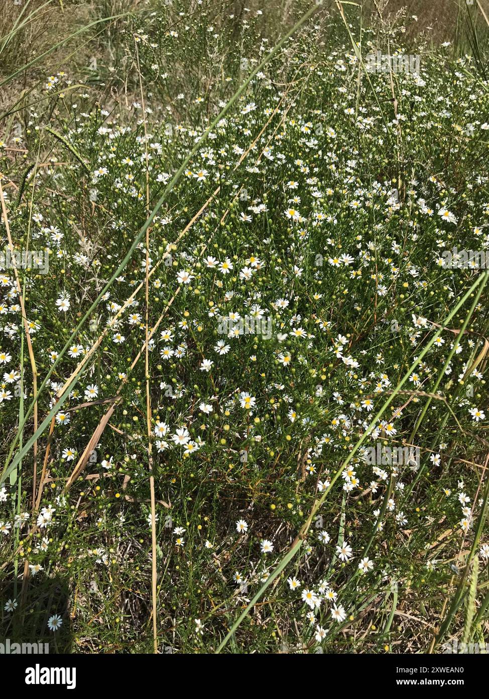 hairy white oldfield aster (Symphyotrichum pilosum) Plantae Stock Photo ...