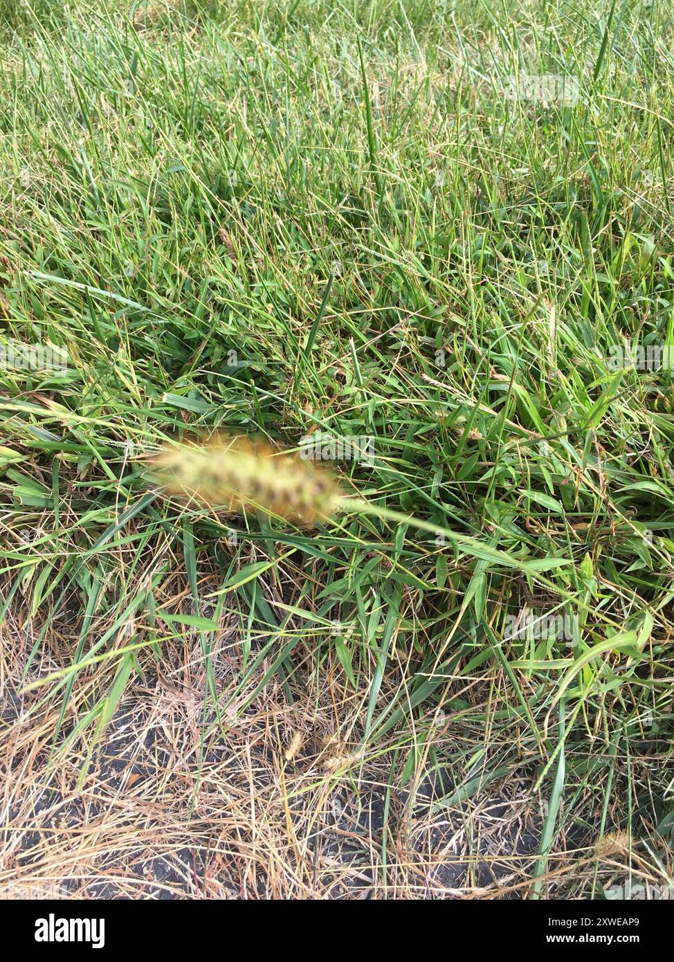 yellow foxtail (Setaria pumila) Plantae Stock Photo - Alamy