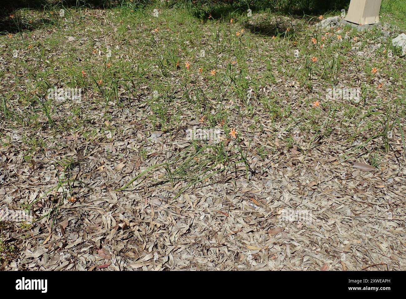 Two-leaved Cape tulip (Moraea miniata) Plantae Stock Photo - Alamy