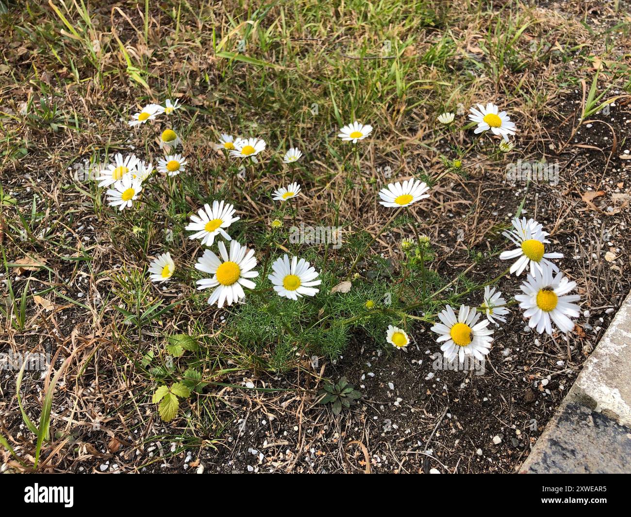 scentless mayweed (Tripleurospermum inodorum) Plantae Stock Photo - Alamy