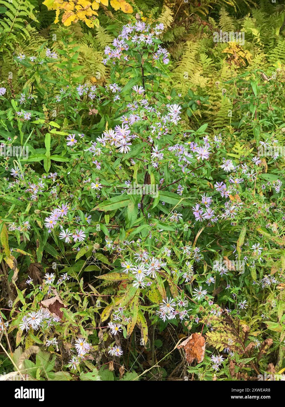 swamp aster (Symphyotrichum puniceum) Plantae Stock Photo - Alamy