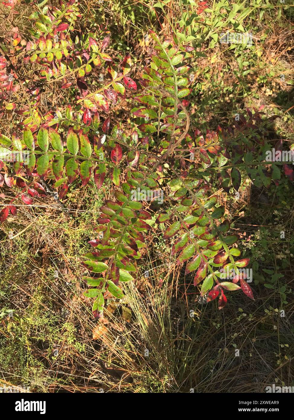shining sumac (Rhus copallinum) Plantae Stock Photo - Alamy