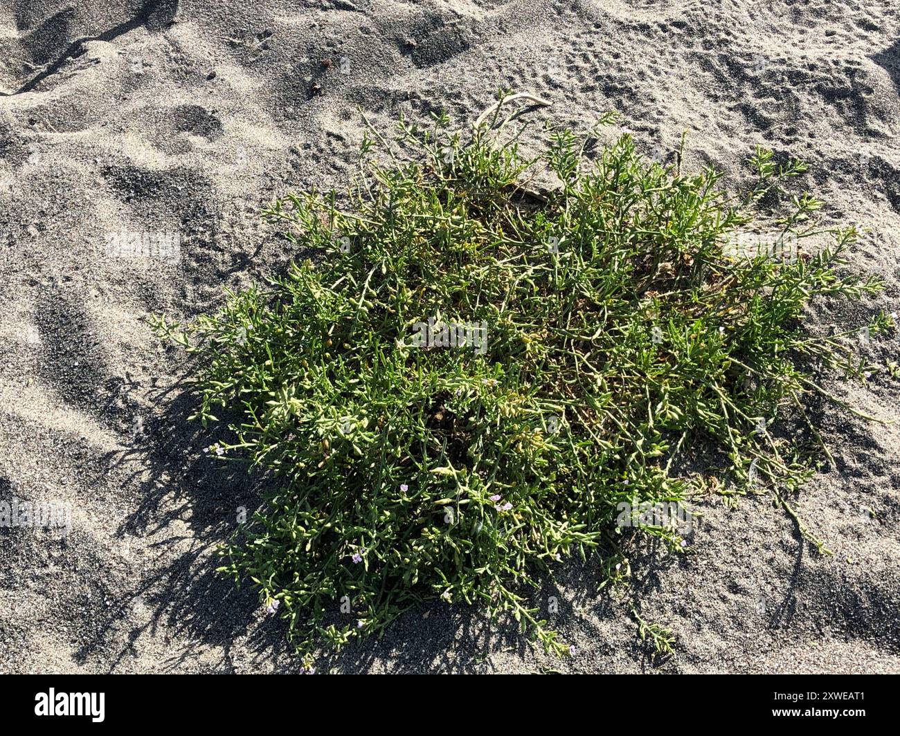 European Searocket (Cakile maritima) Plantae Stock Photo - Alamy