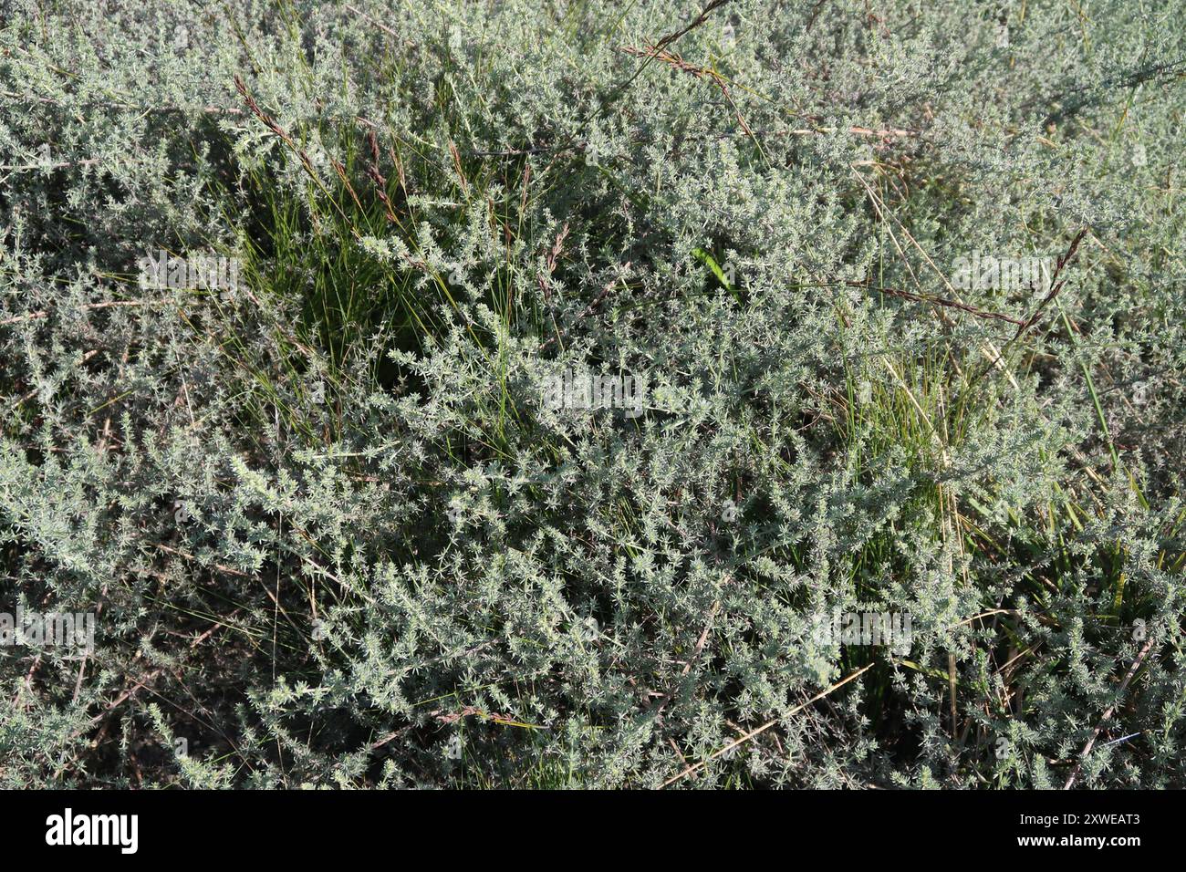 Fingerleaf Capegorse (Aspalathus digitifolia) Plantae Stock Photo - Alamy
