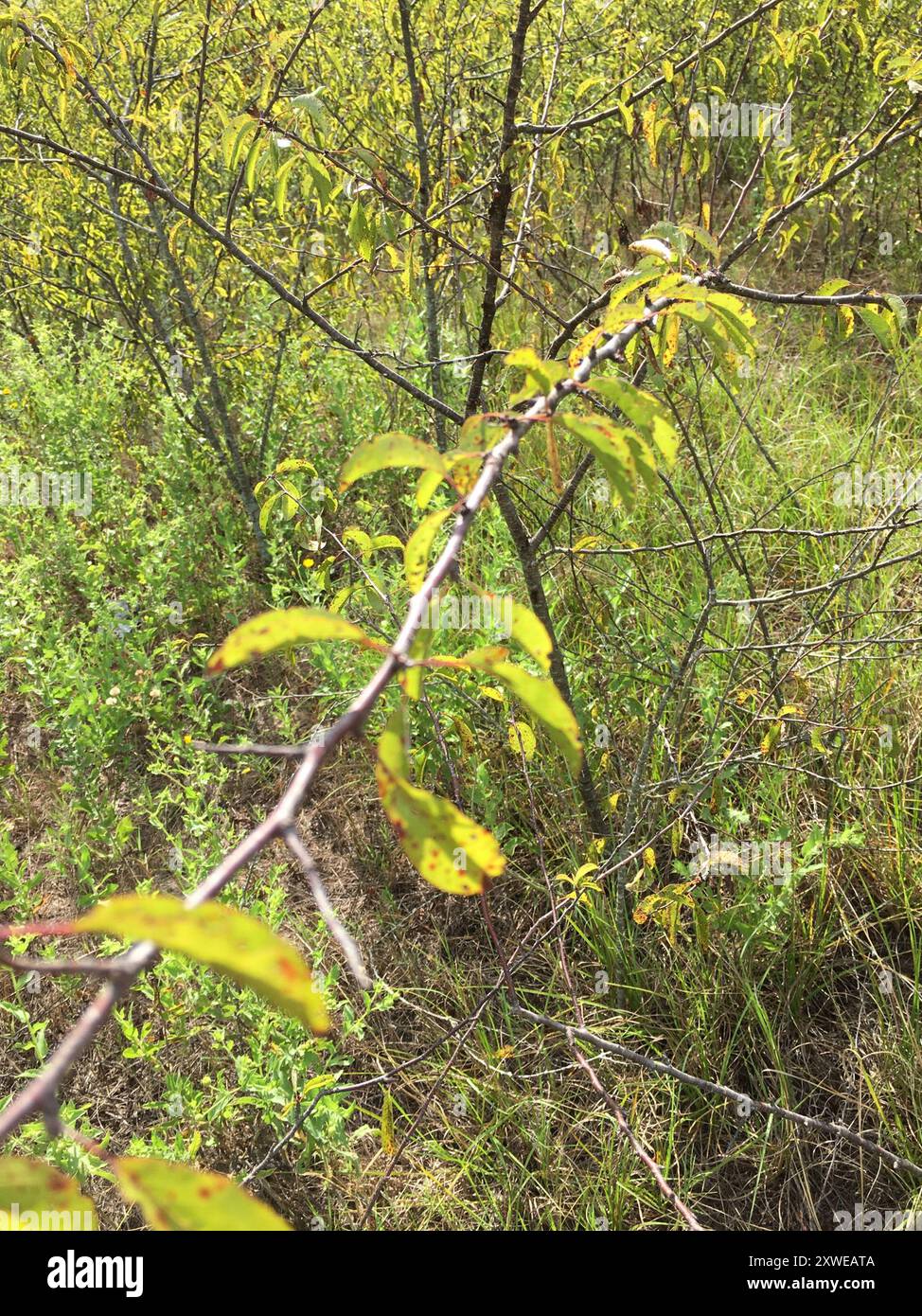 Chickasaw plum (Prunus angustifolia) Plantae Stock Photo - Alamy